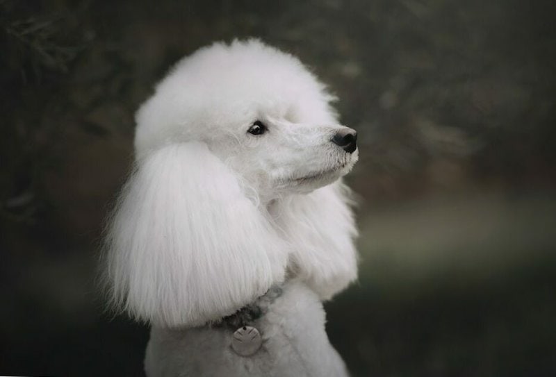 White Poodle - Your Complete Breed Guide - The Goody Pet