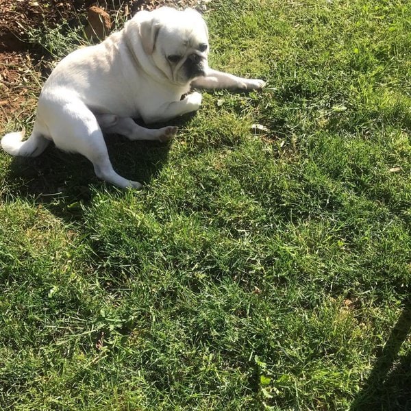 16 Fascinating Colors And Patterns Of A Pug - The Goody Pet