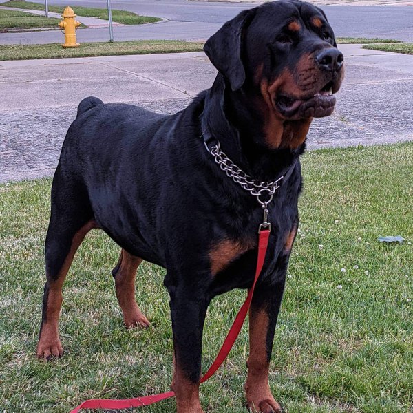 Doberman Rottweiler Mix - Your Complete Breed Guide To The Rotterman ...