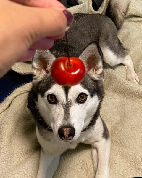 Can Dogs Eat Cherries? Warning! Watch Out For The Pits And Stem - The ...