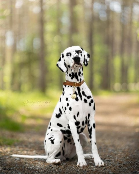 Dalmatian Dog - Your Complete Breed Guide - The Goody Pet