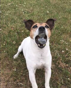 Why Do Dogs Eat Rocks? Stopping It Can Be Easy! - The Goody Pet