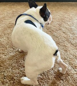 Why Do Dogs Fart? Here’s How You Can Stop It - The Goody Pet