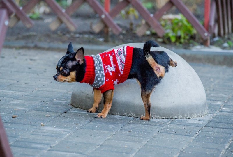 Why Do Dogs Kick After They Pee? As An Act Of Embarrassment? Certainly ...