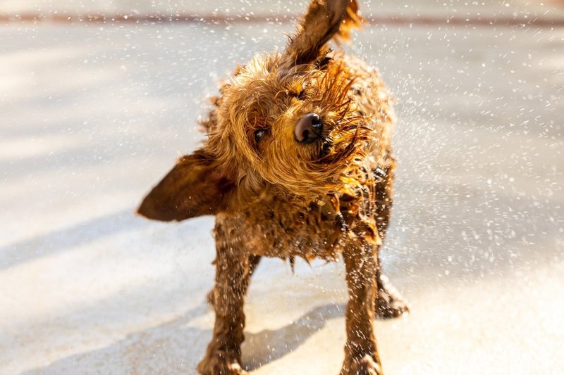 Why Do Female Dogs Hump Things - Should I Be Worried? - The Goody Pet