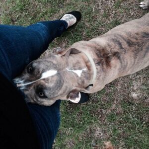 Why Do Dogs Smell Your Crotch? Insights To Understanding This Sniffing ...