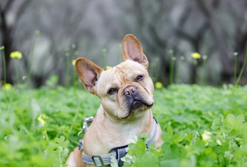 37 Most Beautiful & Enchanting Dog Breeds - The Goody Pet