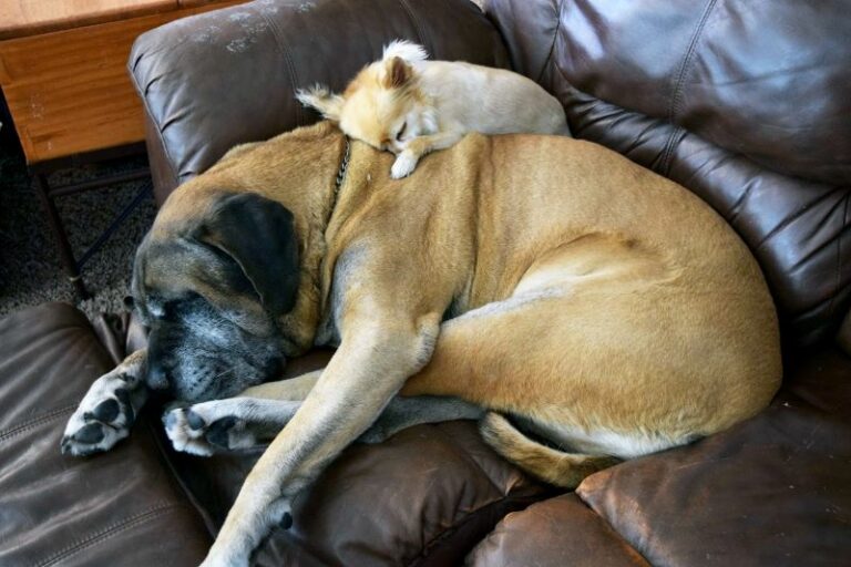 Why Is My Dog Twitching? Understanding Causes And How To Help Your Dog ...