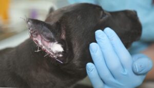 Why Do People Clip Dogs' Ears? Understanding The Truth Behind Ear ...