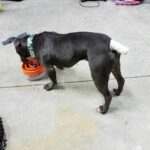 Why Do People Dock Dogs’ Tails? Understanding The Truth Behind Tail ...