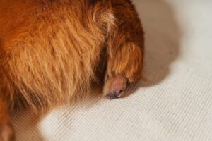 Why Do You Dock Yorkies Tails? The Who What Why When Where And How ...