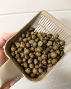 Why Do Dogs Eat Rabbit Poop? What Went Wrong? - The Goody Pet