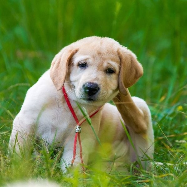 What Causes Scabs On Dogs? Treatment And Prevention Tips - The Goody Pet