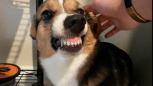 Corgi Temperament - Are They Aggressive? - The Goody Pet