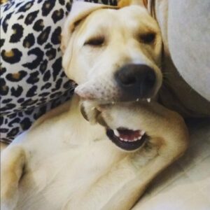 Dog Chewing Paws - Why Is Your Pooch Chewing Its Feet? - The Goody Pet