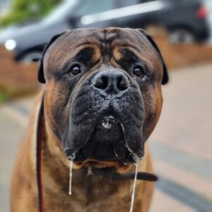 Excessive Drooling In Dogs - Should You Be Worried? - The Goody Pet