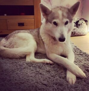 46 Adorable Labrador Mixes That Are Too Cute For Words - The Goody Pet