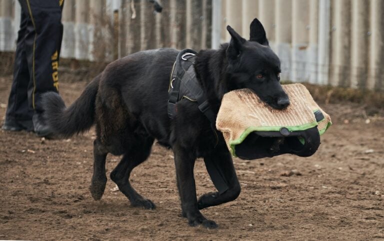 51 Working Dog Breeds That Would Boost Productivity - The Goody Pet