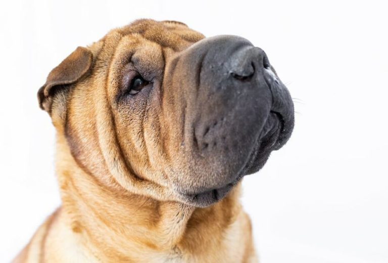 12 Wrinkly Dog Breeds Whose Wrinkles You Cannot Remove With An Iron ...