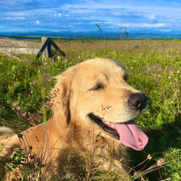 245 Yellow/Golden Dog Names For The Glowing Pooches - The Goody Pet