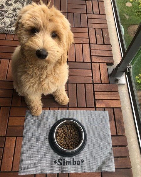 245 Yellow/Golden Dog Names For The Glowing Pooches - The Goody Pet