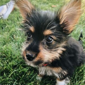 43 Australian Shepherd Mixes That You Never Knew Existed - The Goody Pet