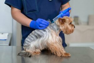 What Are Common Health Problems In Yorkies? Symptoms & Treatments Guide ...