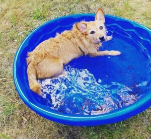 52 Extremely Adorable Corgi Mixes That Will Make You Go Awww - The ...