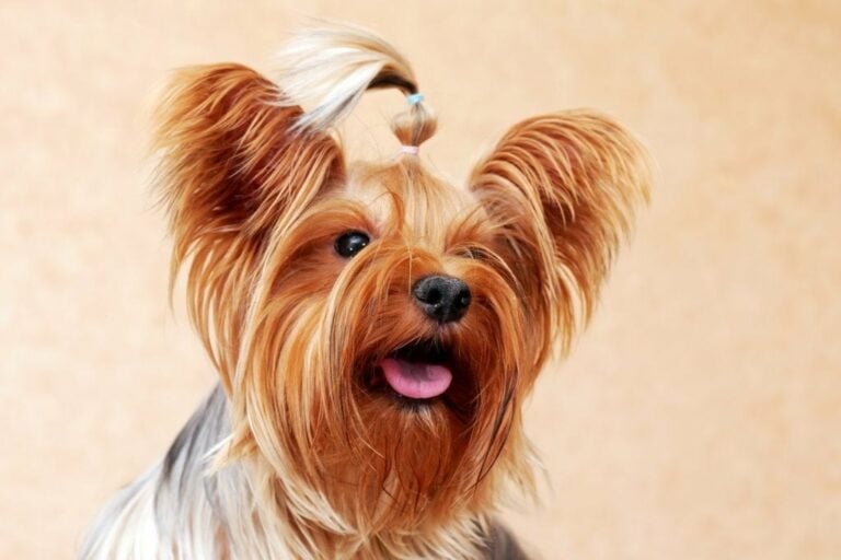 Do Yorkies Shed? A Complete Guide To Yorkie Shedding - The Goody Pet