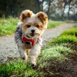 29 Yorkie Mixes That You Never Know Existed - The Goody Pet