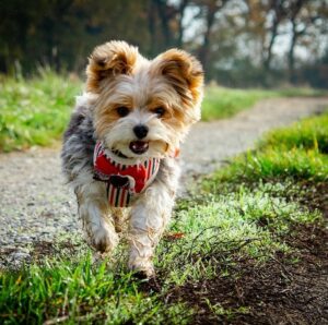 29 Yorkie Mixes That You Never Know Existed - The Goody Pet