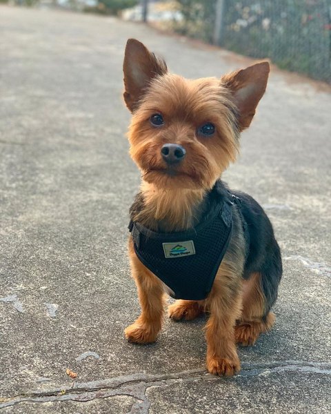 52 Yorkie Haircuts That Would Make Your Yorkshire Terrier A Star - The ...