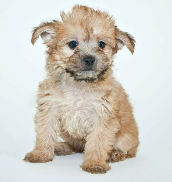 Yorkie Poodle Mix - Your Complete Breed Guide To The Yorkie Poo - The ...
