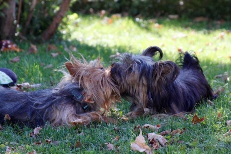 Why Do Yorkies Stink? & How To Prevent It! - The Goody Pet
