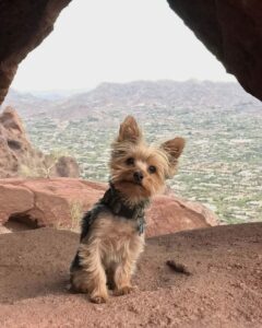 12 Rat Hunting Dogs That Keep Your House Rodent Free - The Goody Pet