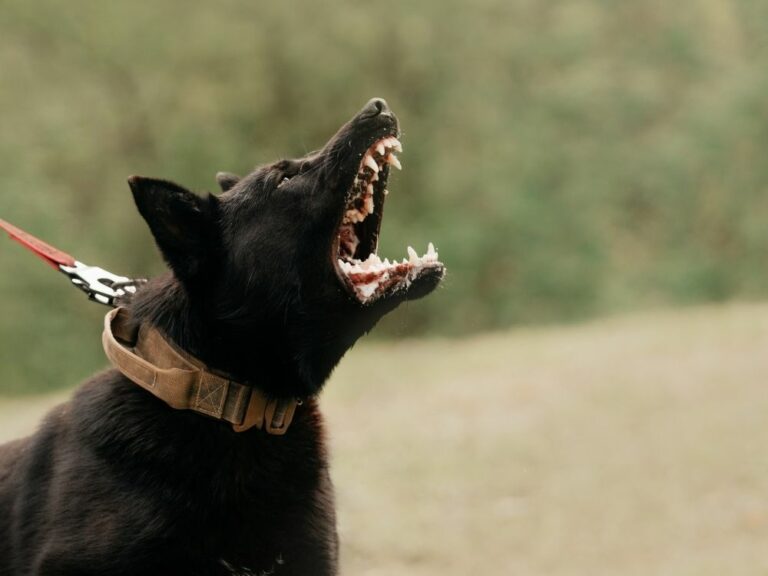 27 Aggressive Dog Breeds Ranked By Experts - The Goody Pet