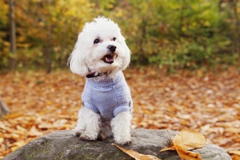 How Much Does a Bichon Frise Cost (Updated February 2026) - The Goody Pet