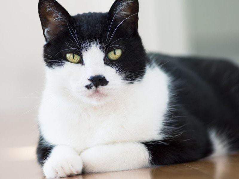 12 Amazing Black And White Cat Breeds You'll Fall In Love With - The ...