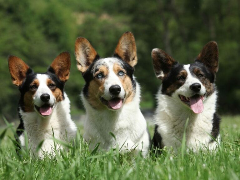 Cardigan Welsh Corgi Breed Information - Profile, Facts & Traits - The ...