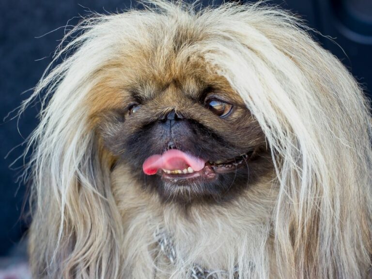 21 Fascinating Chinese Dog Breeds: Surprising Origins - The Goody Pet