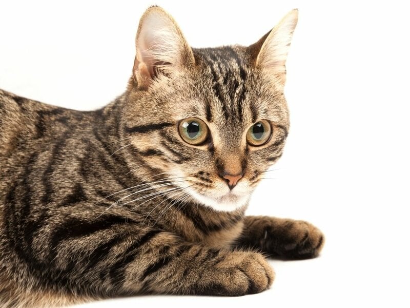 23 Common Cat Breeds That You Can Find In Your Neighborhood - The Goody Pet 23 Common Cat Breeds That You Can Find In Your Neighborhood - The Goody Pet