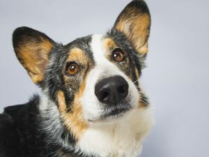 52 Extremely Adorable Corgi Mixes That Will Make You Go Awww - The ...