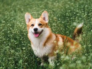 Corgi Temperament - Are They Aggressive? - The Goody Pet