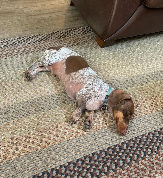 Brindle Piebald Dachshund