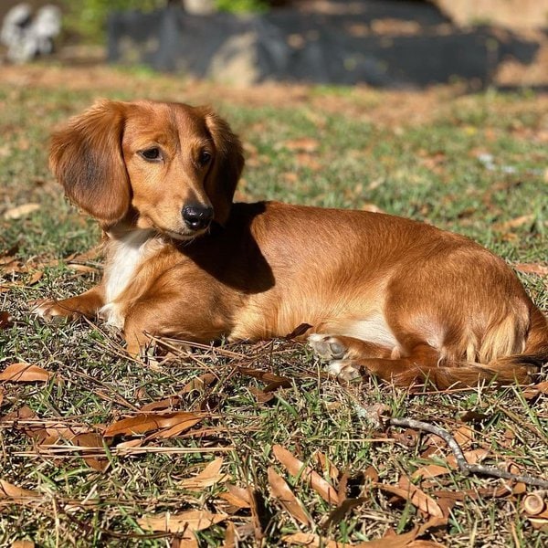 25 Colors And Patterns Of A Dachshund That You Never Knew Existed - The ...
