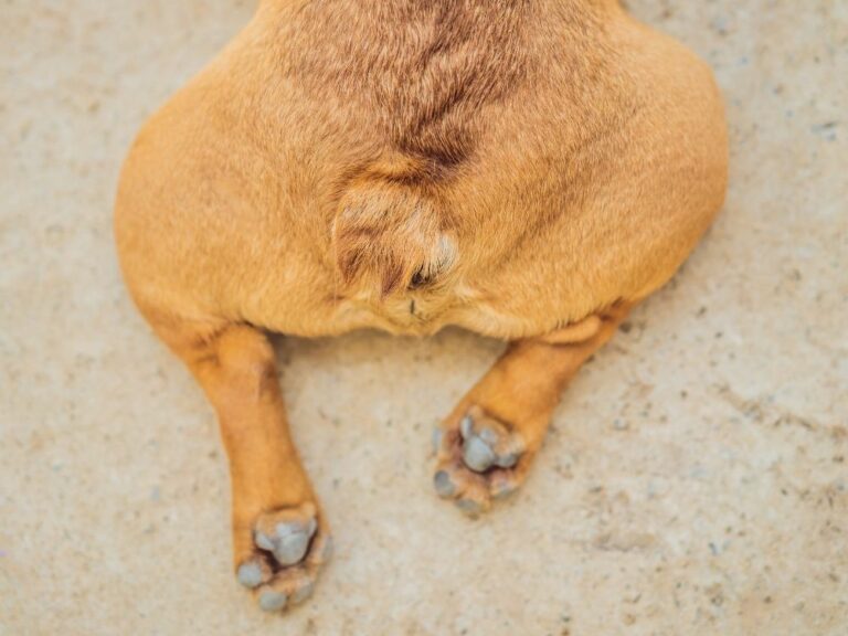 Dog Scooting 101: Reasons + Health Concerns - The Goody Pet