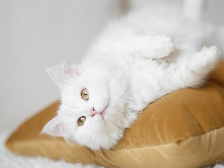 12 Fluffy Cats That Are So Soft, You'll Never Want To Stop Petting Them ...