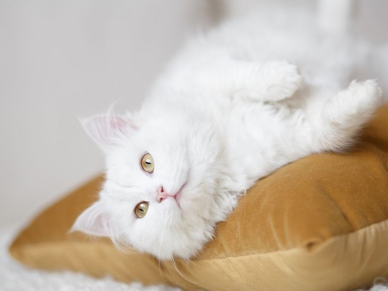 12 Fluffy Cats That Are So Soft, You'll Never Want To Stop Petting Them ...