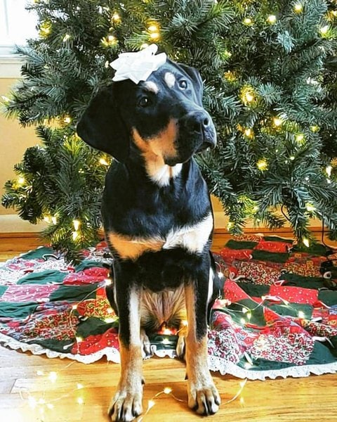 13 Astounding Colors And Patterns Of A Labrador Retriever - The Goody Pet