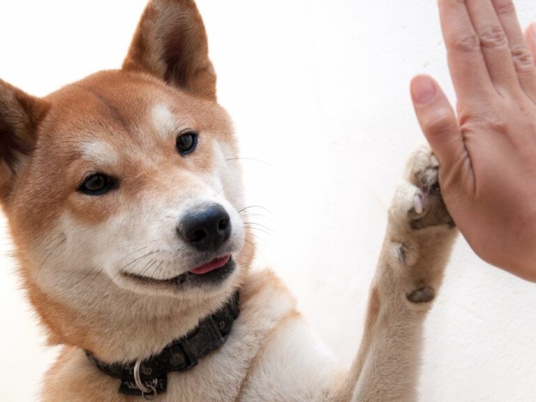 59 Fun & Interesting Dog Tricks To Teach Your Dog - The Goody Pet